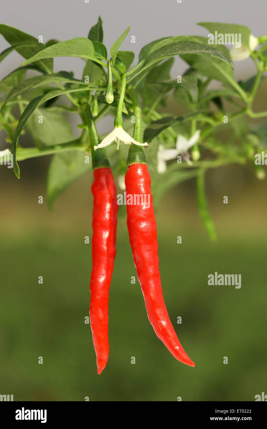 Chillies plant hi-res stock photography and images - Alamy