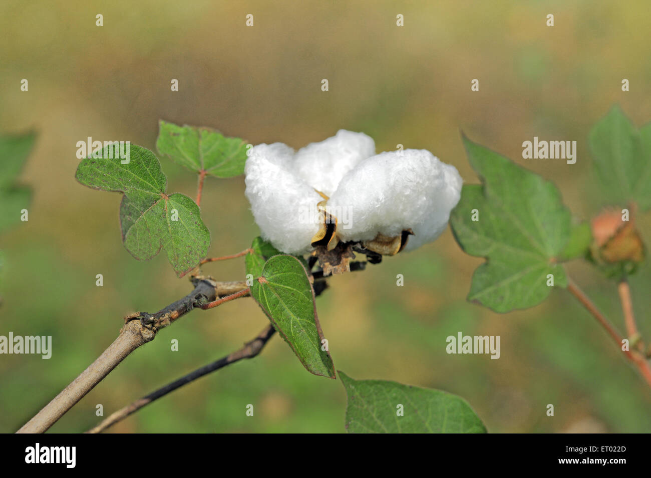India cotton field hi-res stock photography and images - Alamy