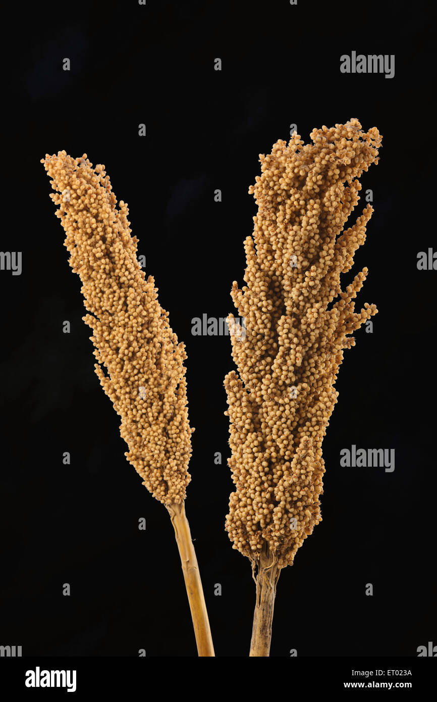 Sorghum, Jowar, Jawar, food grain stalk plant, black background ...