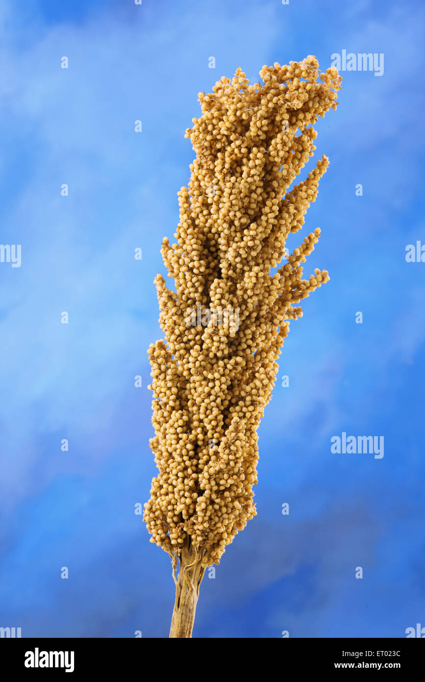 Sorghum, Jowar, Jawar, food grain stalk plant, blue background ...