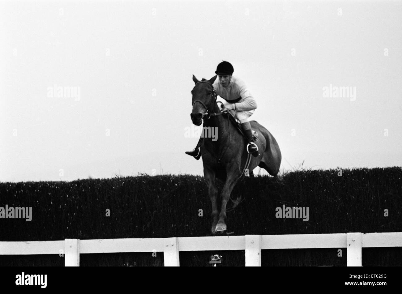 Cheltenham Gold Cup, Thursday 17th March 1966. Arkle and Pat Taaffe win ...