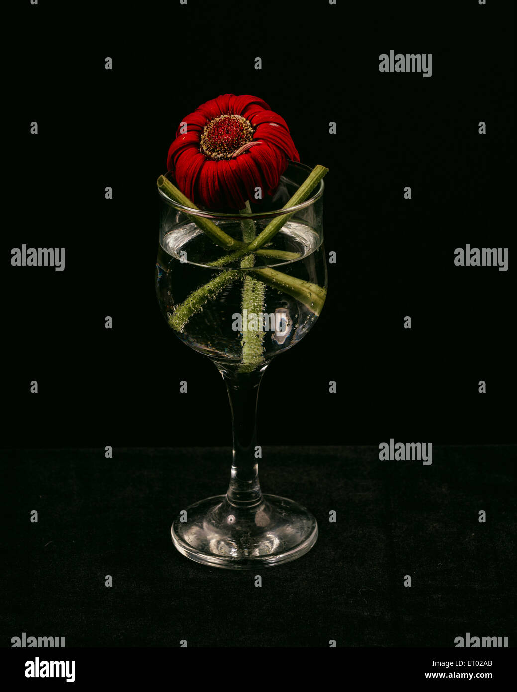 flower in cup with water Stock Photo - Alamy