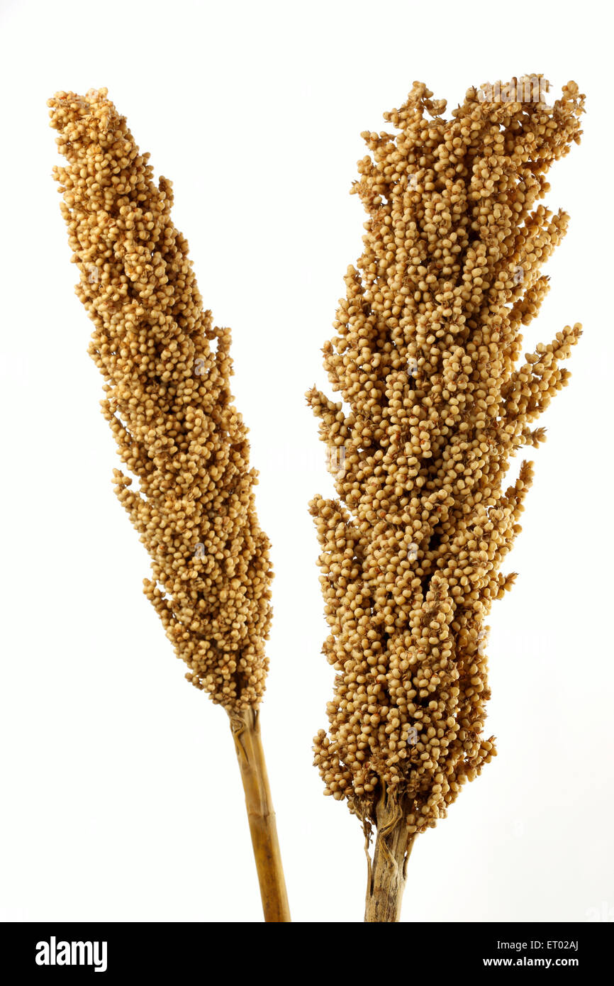 Jowar Grains