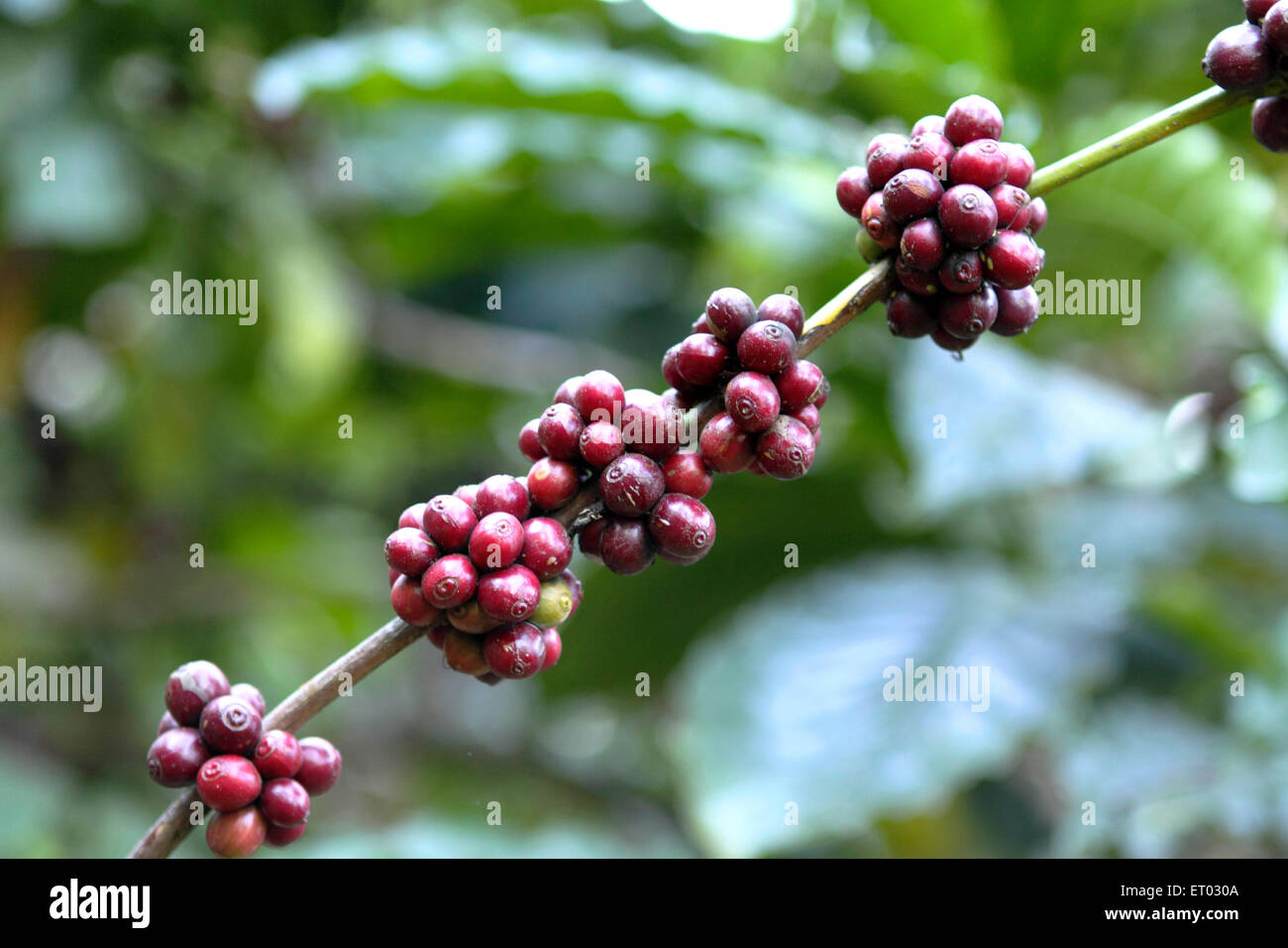 Coffee Berries, Coffee Cherries , Coffee plantation , Coorg , Madikeri ...