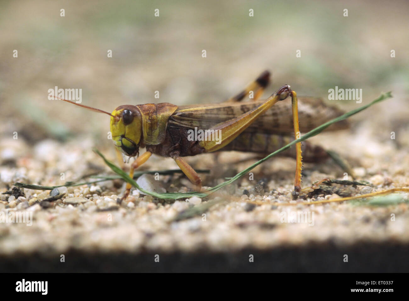 Migratory locust (Locusta migratoria) at Prague Zoo, Czech Republic ...