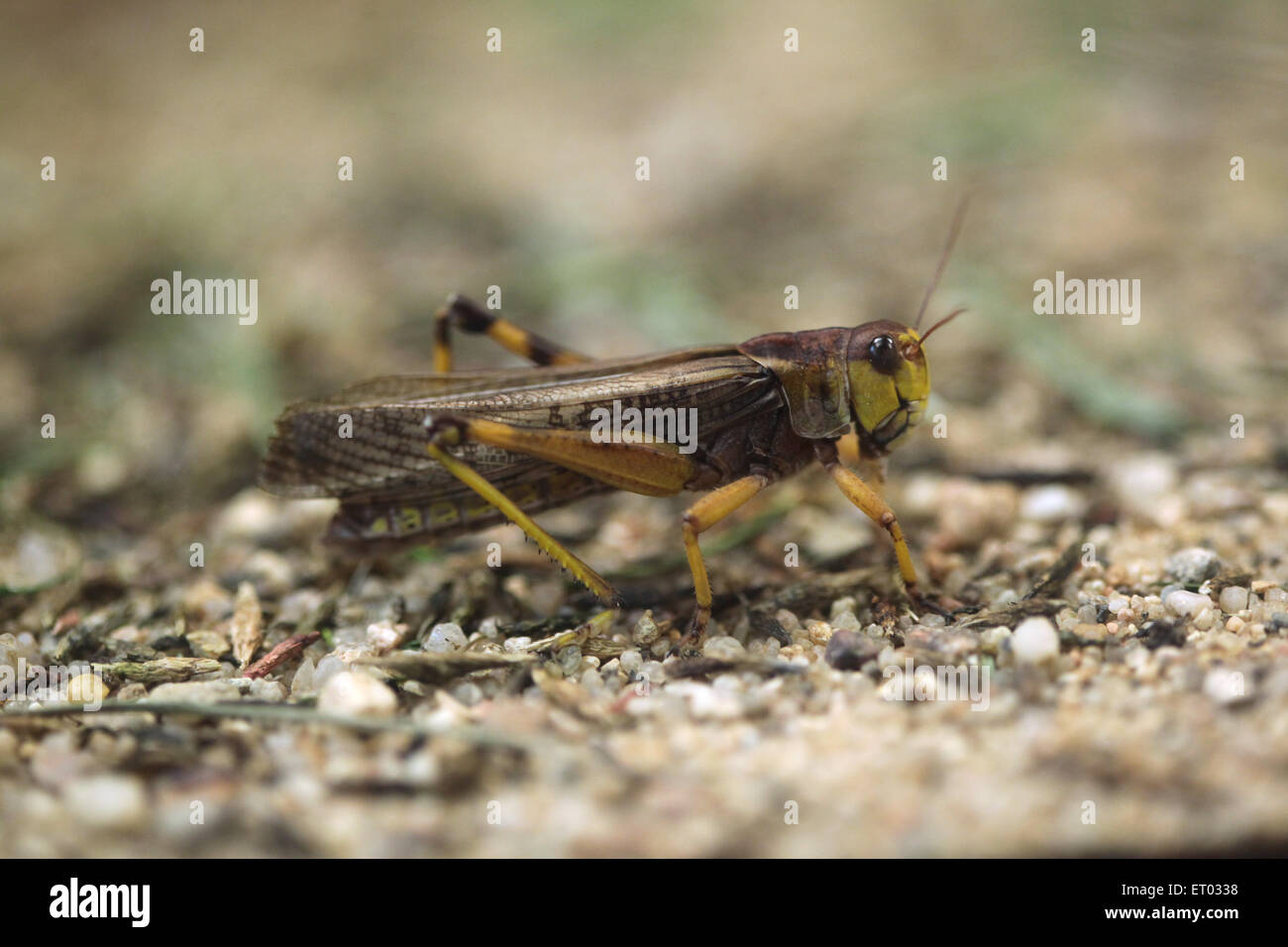 Migratory locust (Locusta migratoria) at Prague Zoo, Czech Republic ...
