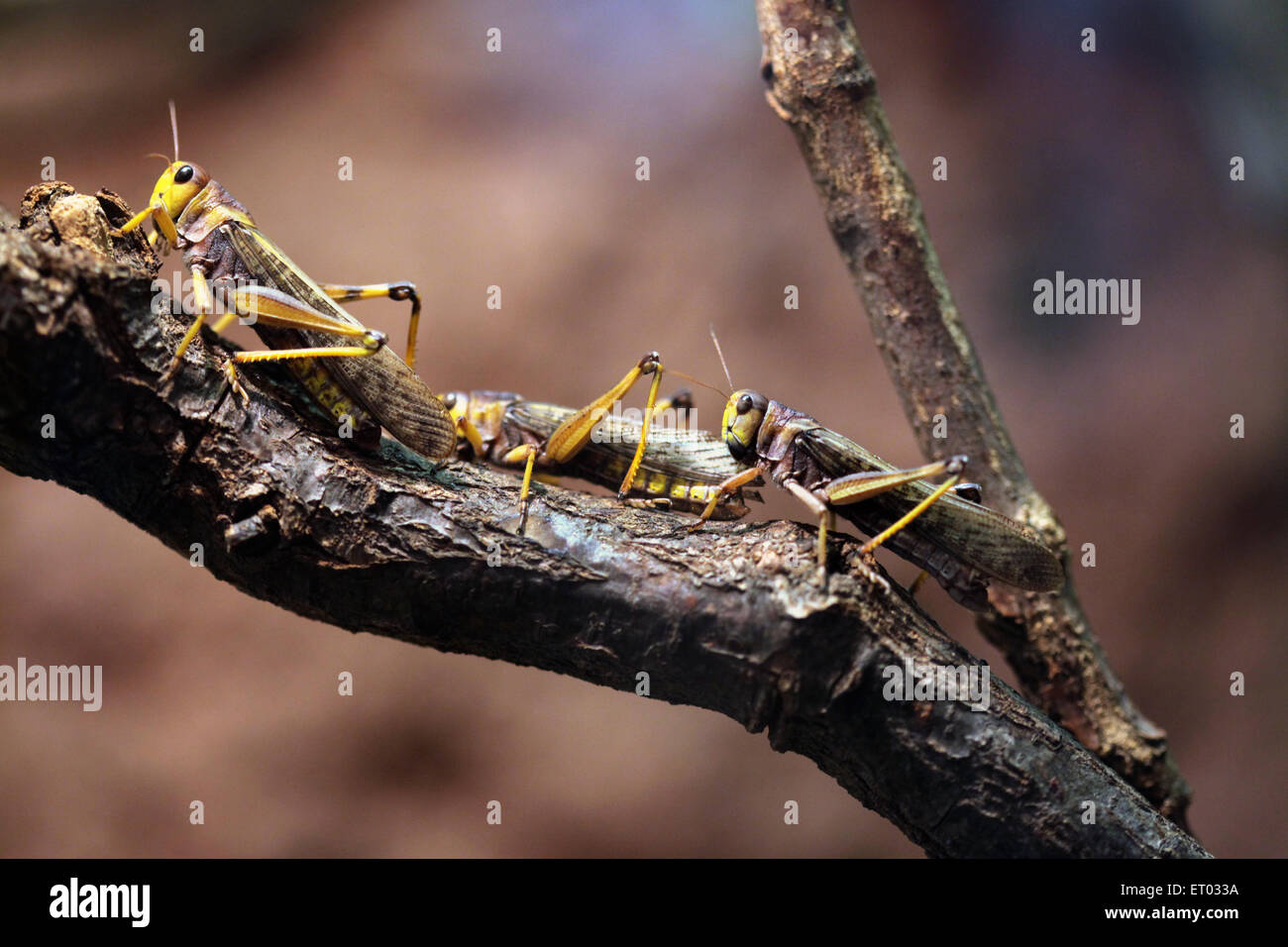 Locusts africa hi-res stock photography and images - Alamy
