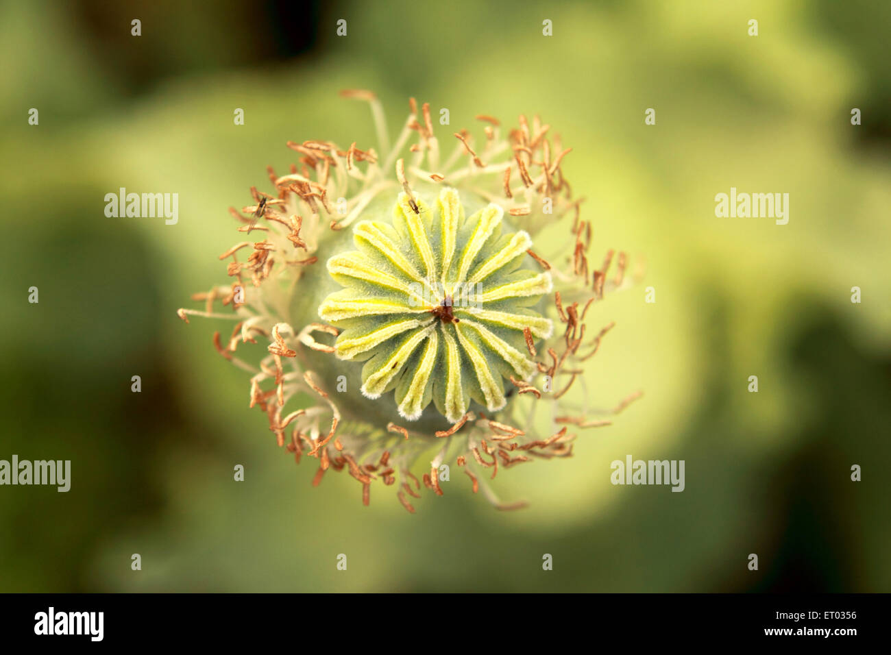 Poppy flower plantation , Neemuch , Nimach , Malwa region , Madhya ...