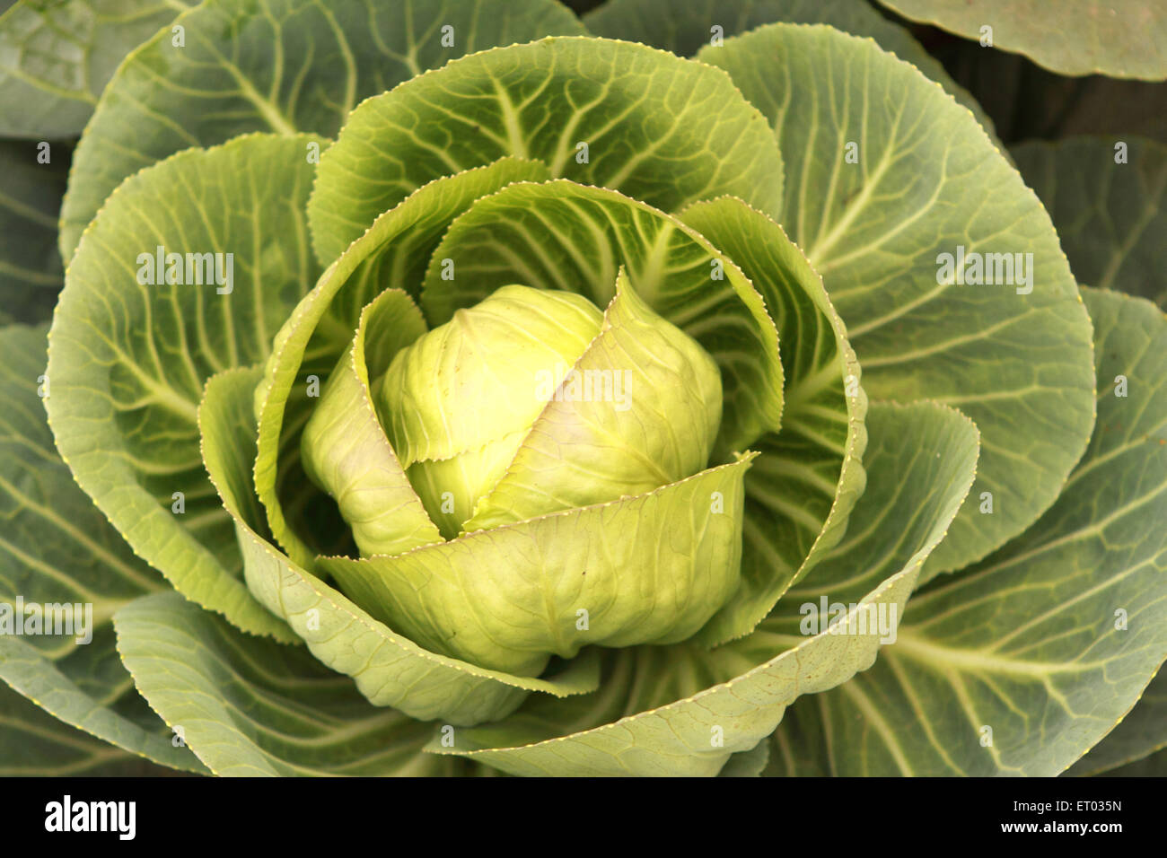 Nadiad, india hi-res stock photography and images - Alamy