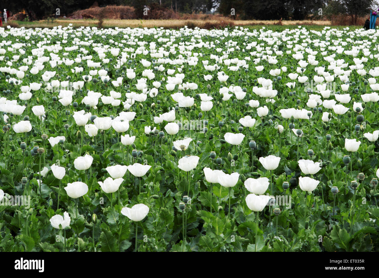 Poppy flower hi-res stock photography and images - Alamy