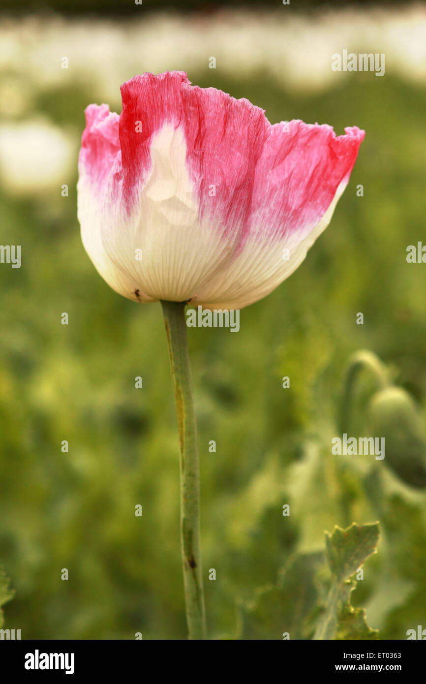 Poppy flower plantation , Neemuch , Nimach , Malwa region , Madhya ...