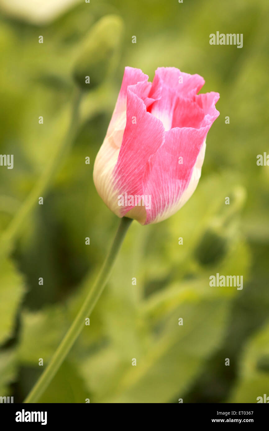 Poppy flower hi-res stock photography and images - Alamy