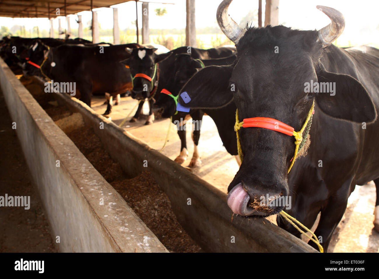Cowshed India Stock Photos & Cowshed India Stock Images - Alamy