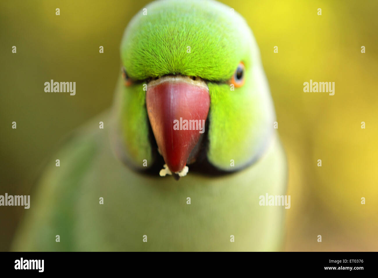 Rose ringed parakeet , Ring necked Parakeet , psittacula krameri ...