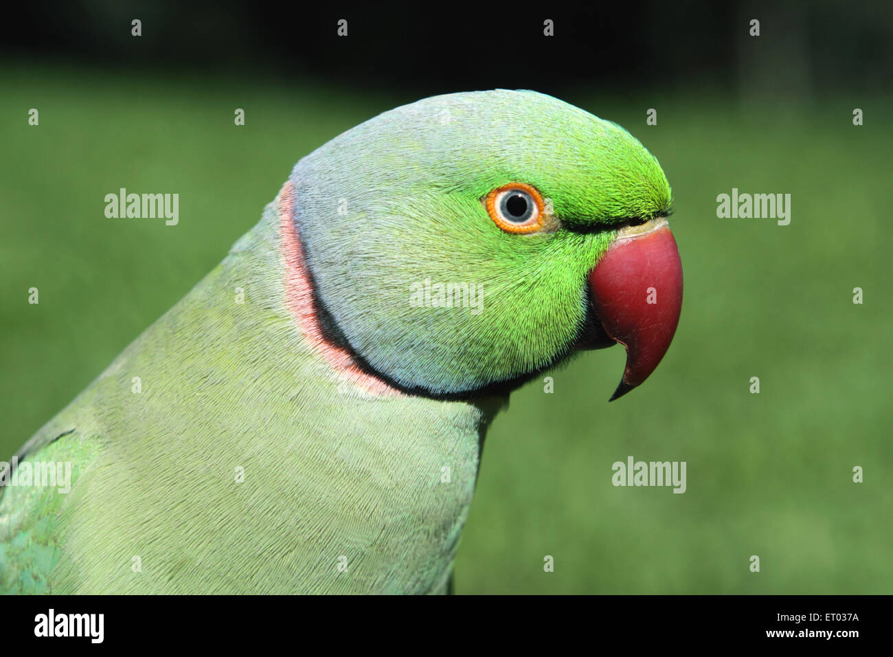 Indian ringed necked parrot hi-res stock photography and images - Alamy