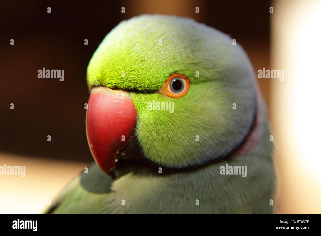 Rose ringed parakeet hi-res stock photography and images - Alamy