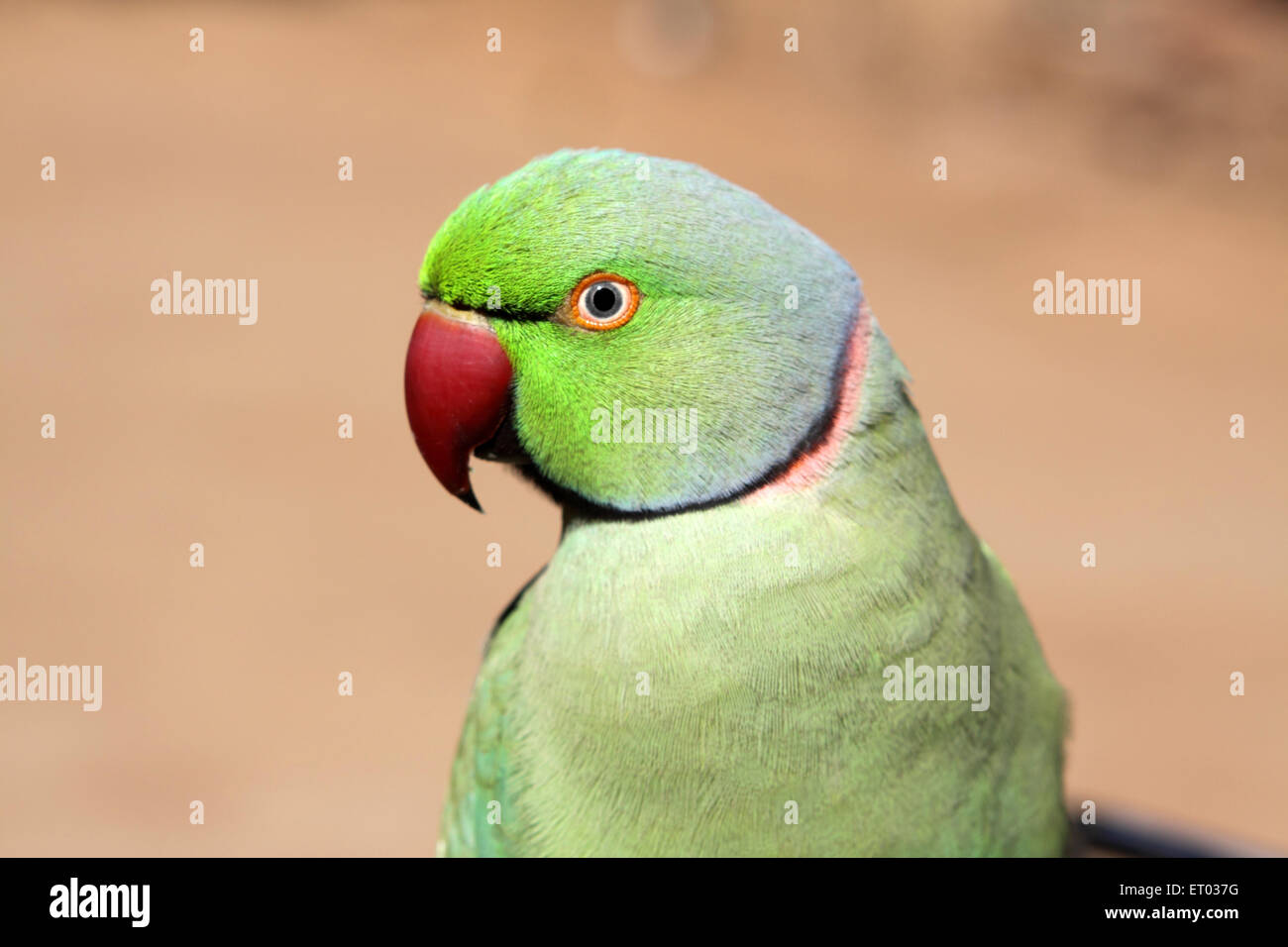 Indian parrot hi-res stock photography and images - Alamy