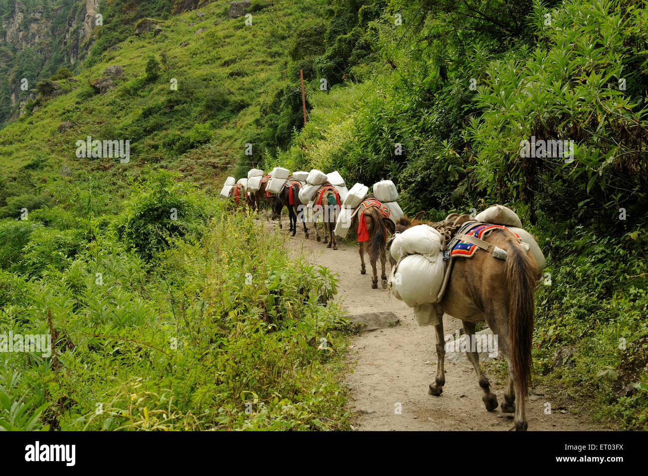 Donkey carrying goods hi-res stock photography and images - Alamy