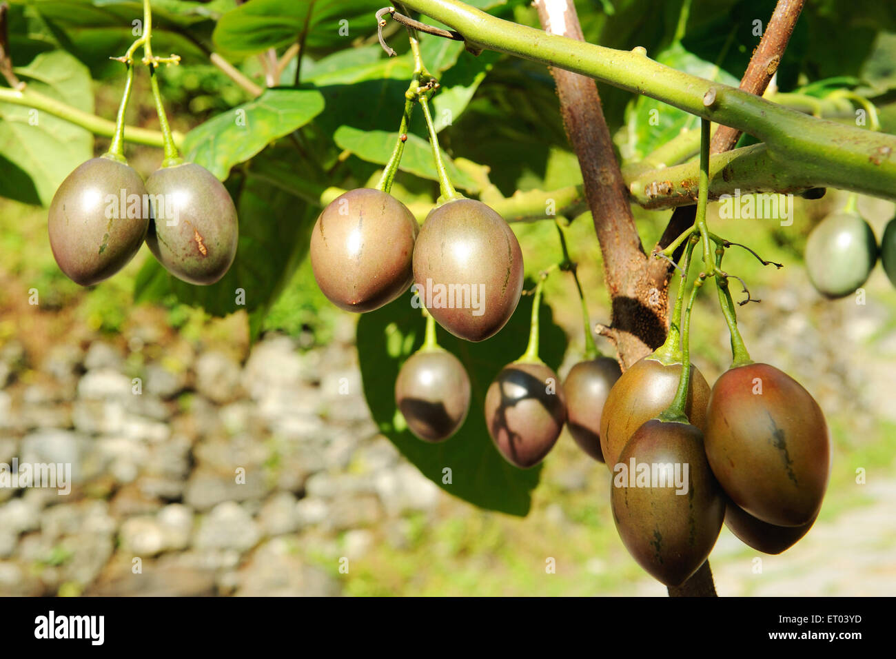 Fruit ; wild tomatoes ; Ghasa ; Nepal Stock Photo: 83596337 - Alamy