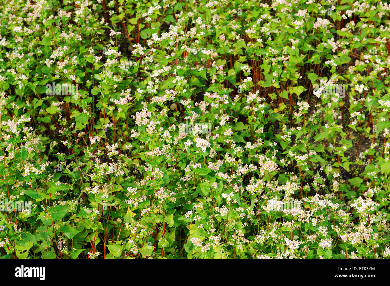 Flower potato plant , Ghasa , Lete , Kunjo , Nepal , Federal Democratic ...