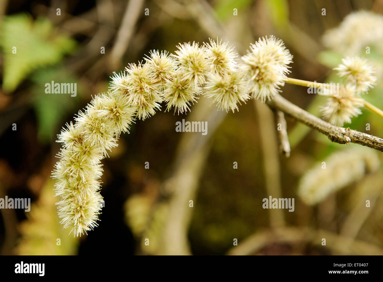 Wild flowers , Kopchepani , Kunjo , Nepal , Federal Democratic Republic ...