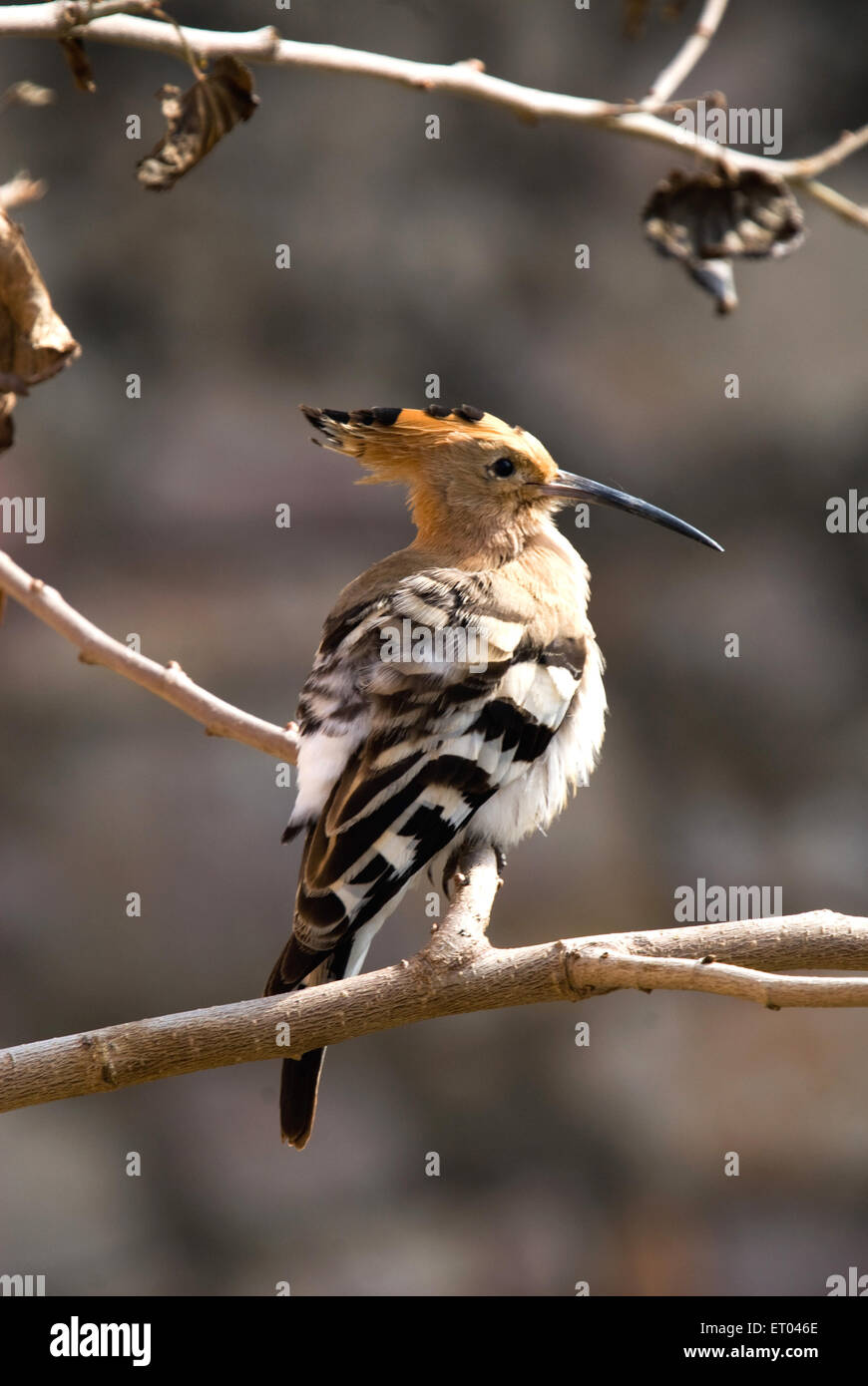 Ranthambore birds hi-res stock photography and images - Alamy