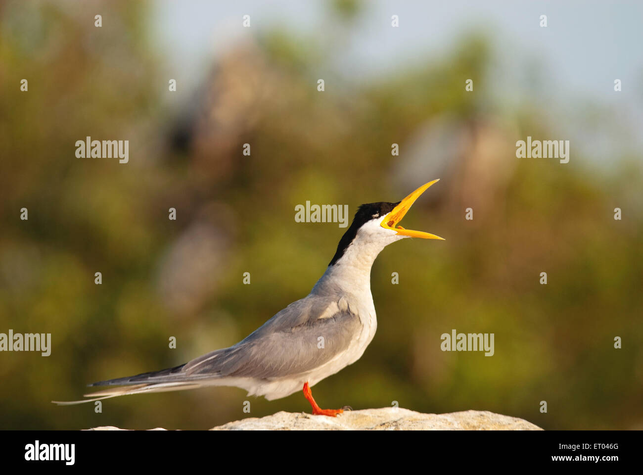Indian River Tern High Resolution Stock Photography and Images - Alamy