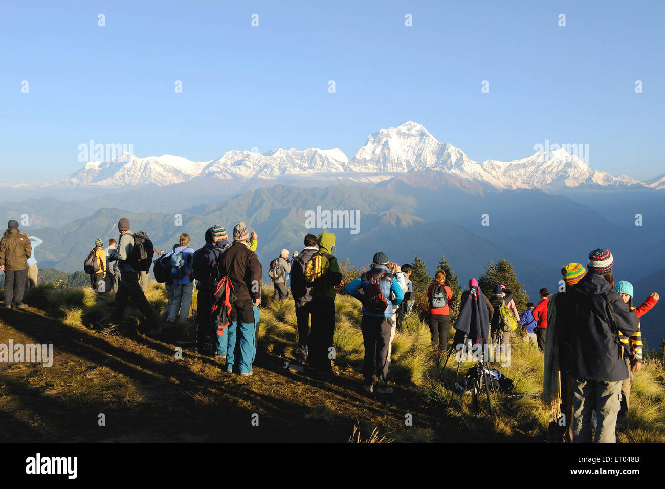 Trekkers watching dhaulagiri tukche poon hill peaks ; Ghoripani ; Nepal ...