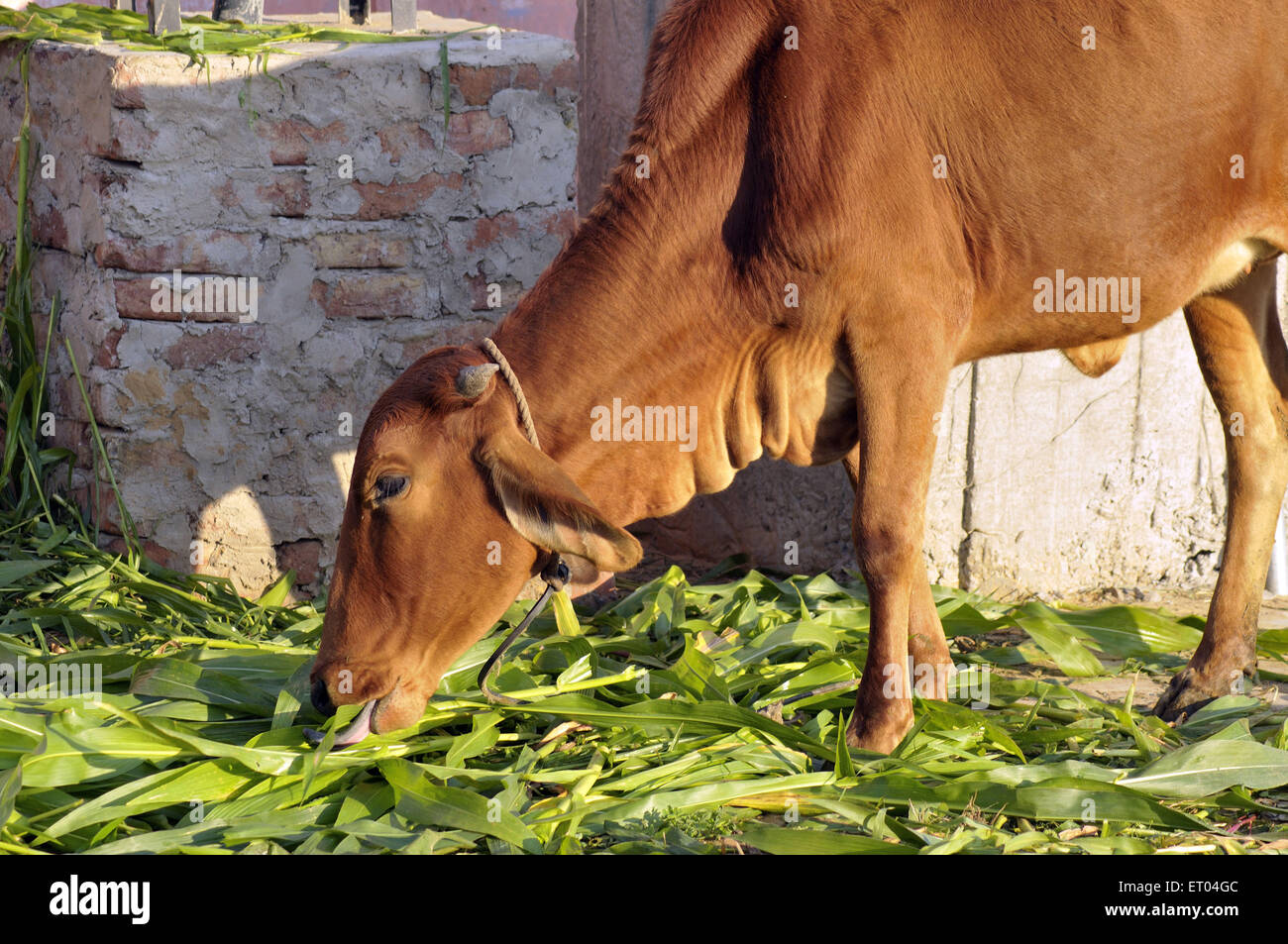 Animal eating leaves hi-res stock photography and images - Alamy