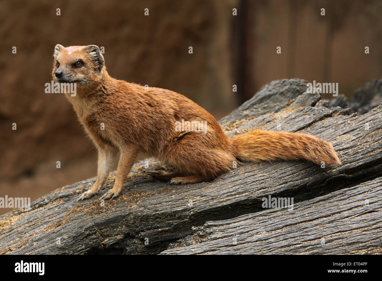 Yellow mongoose (Cynictis penicillata), also known as the red meerkat at Prague Zoo, Czech ...