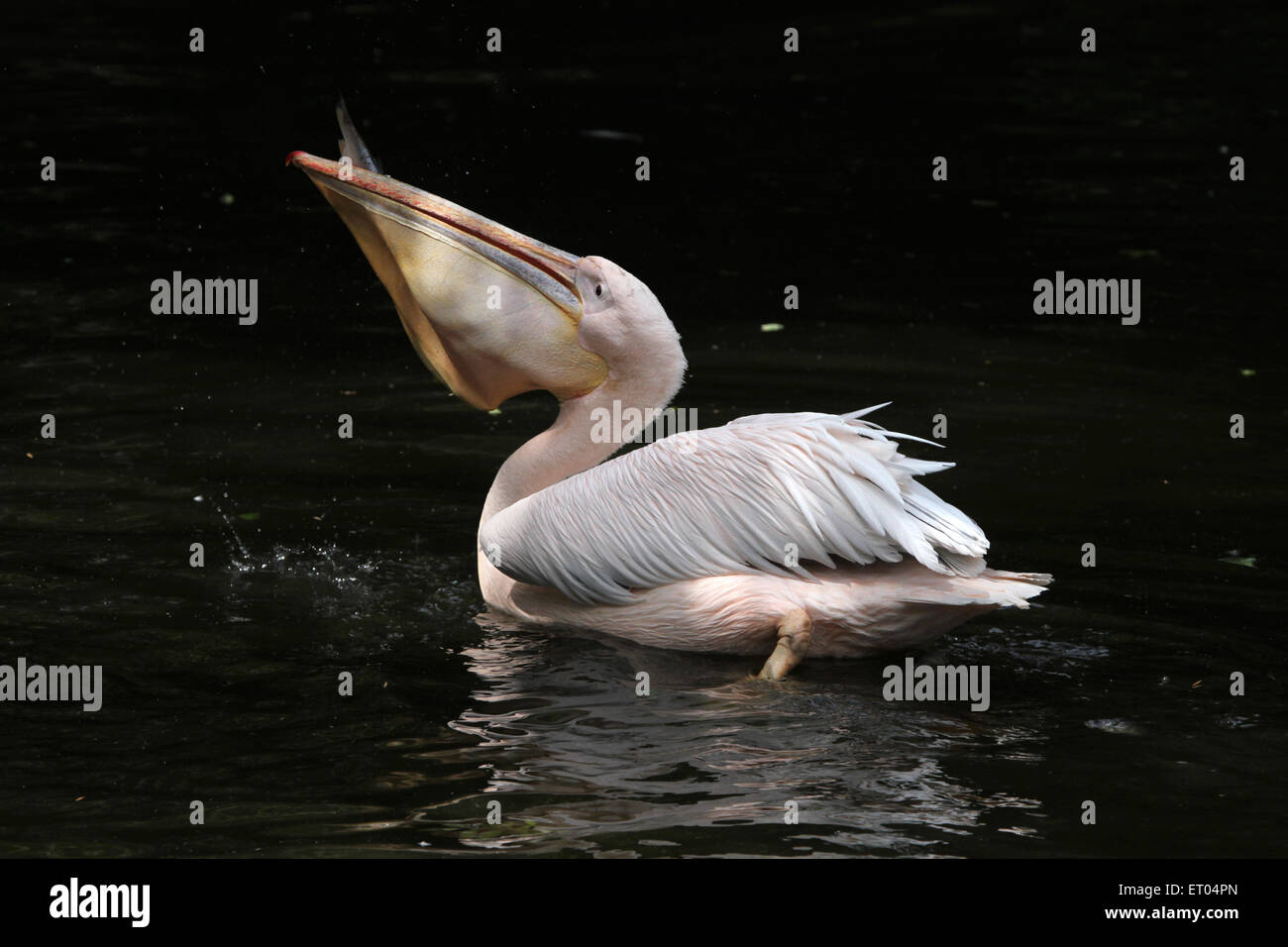 Pelican eating hi-res stock photography and images - Alamy