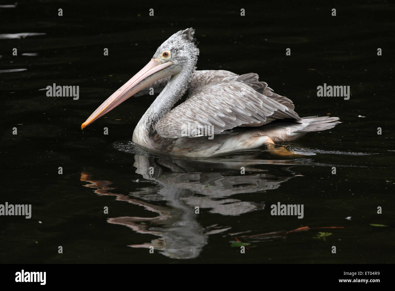 Grey pelican (Pelecanus philippensis), also known as the spot-billed ...