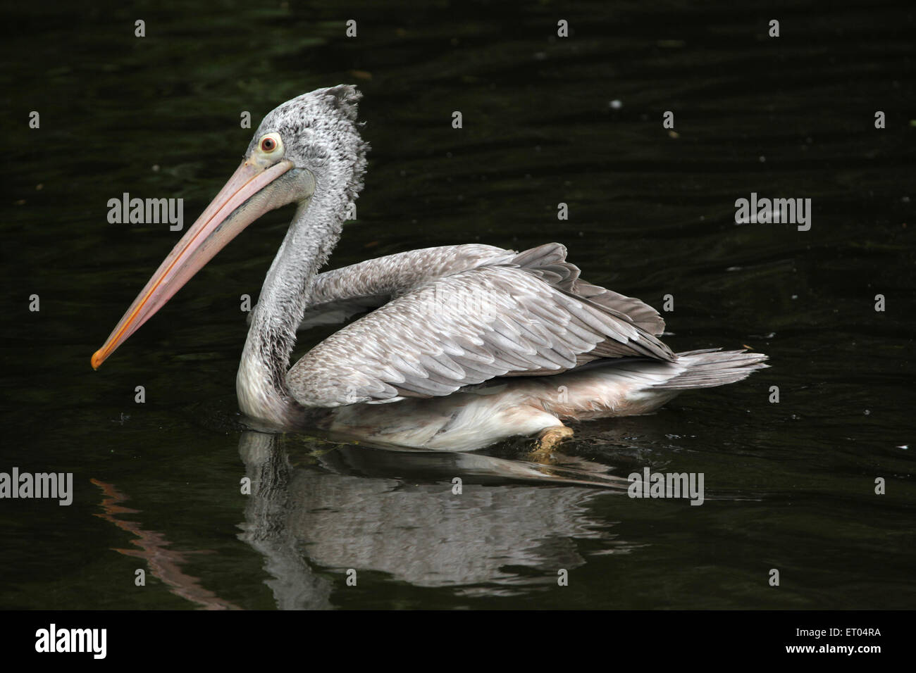 Grey pelican (Pelecanus philippensis), also known as the spot-billed ...