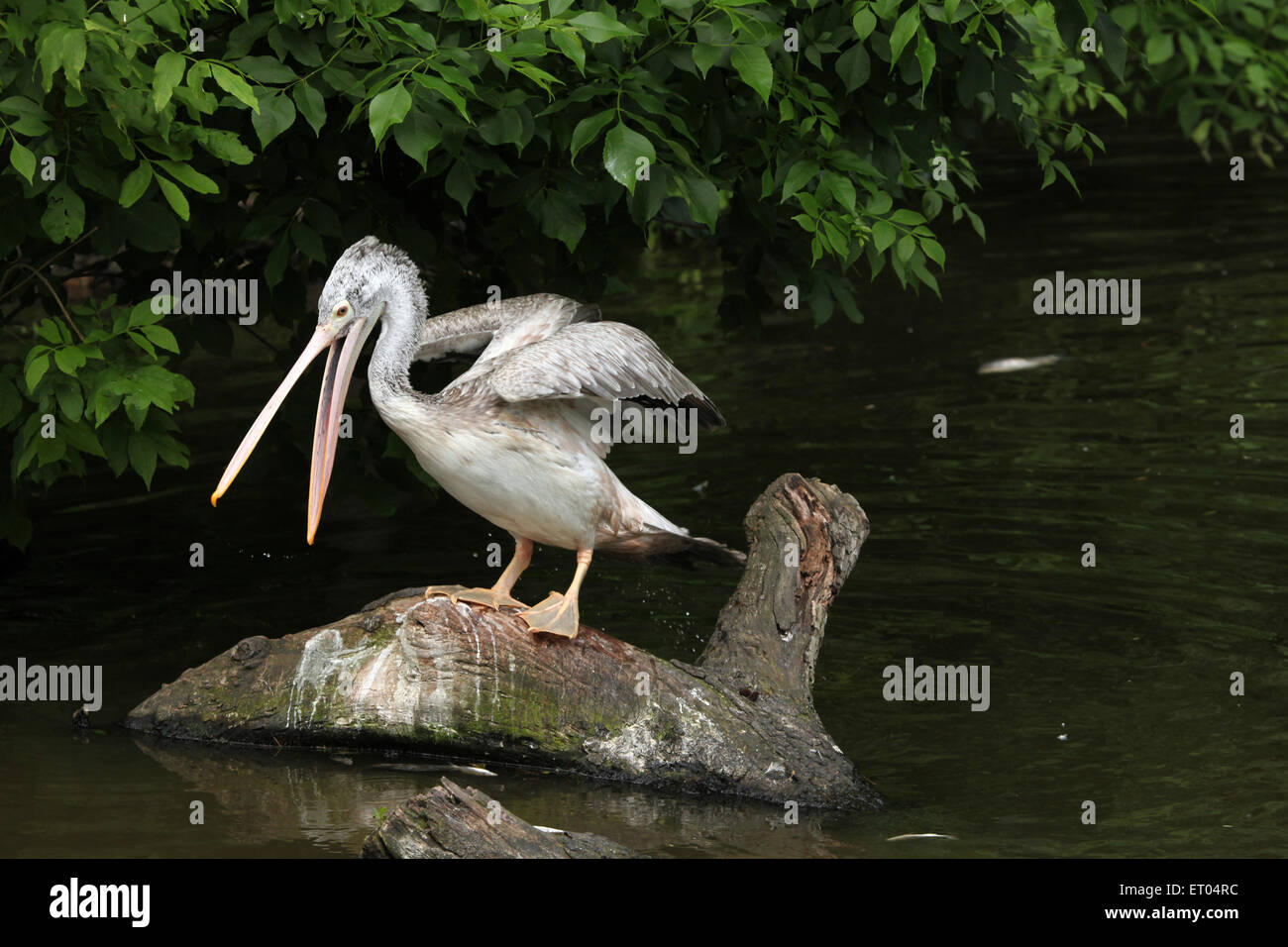 Grey pelican (Pelecanus philippensis), also known as the spot-billed ...