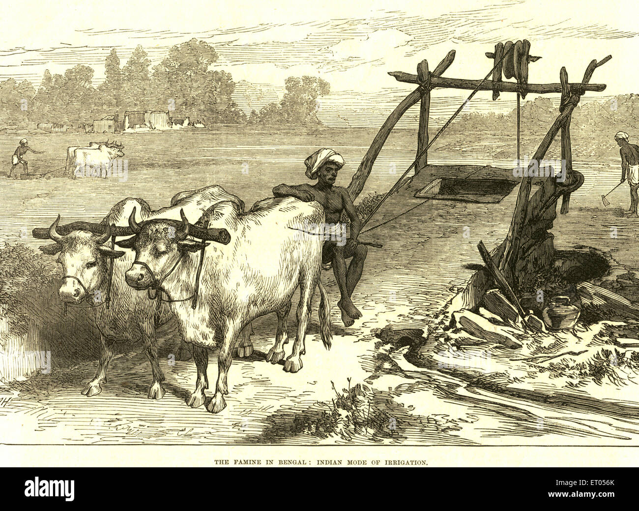 Indian bullocks mode of irrigation, India, old vintage 1800s engraving ...