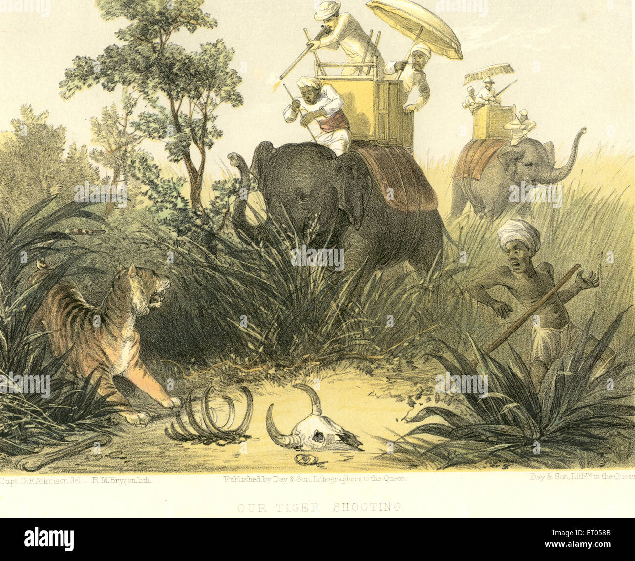 Lithograph of tiger hunting hi-res stock photography and images - Alamy