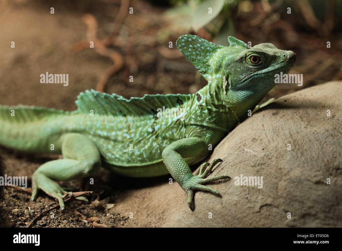 Plumed basilisk (Basiliscus plumifrons), also known as the green ...