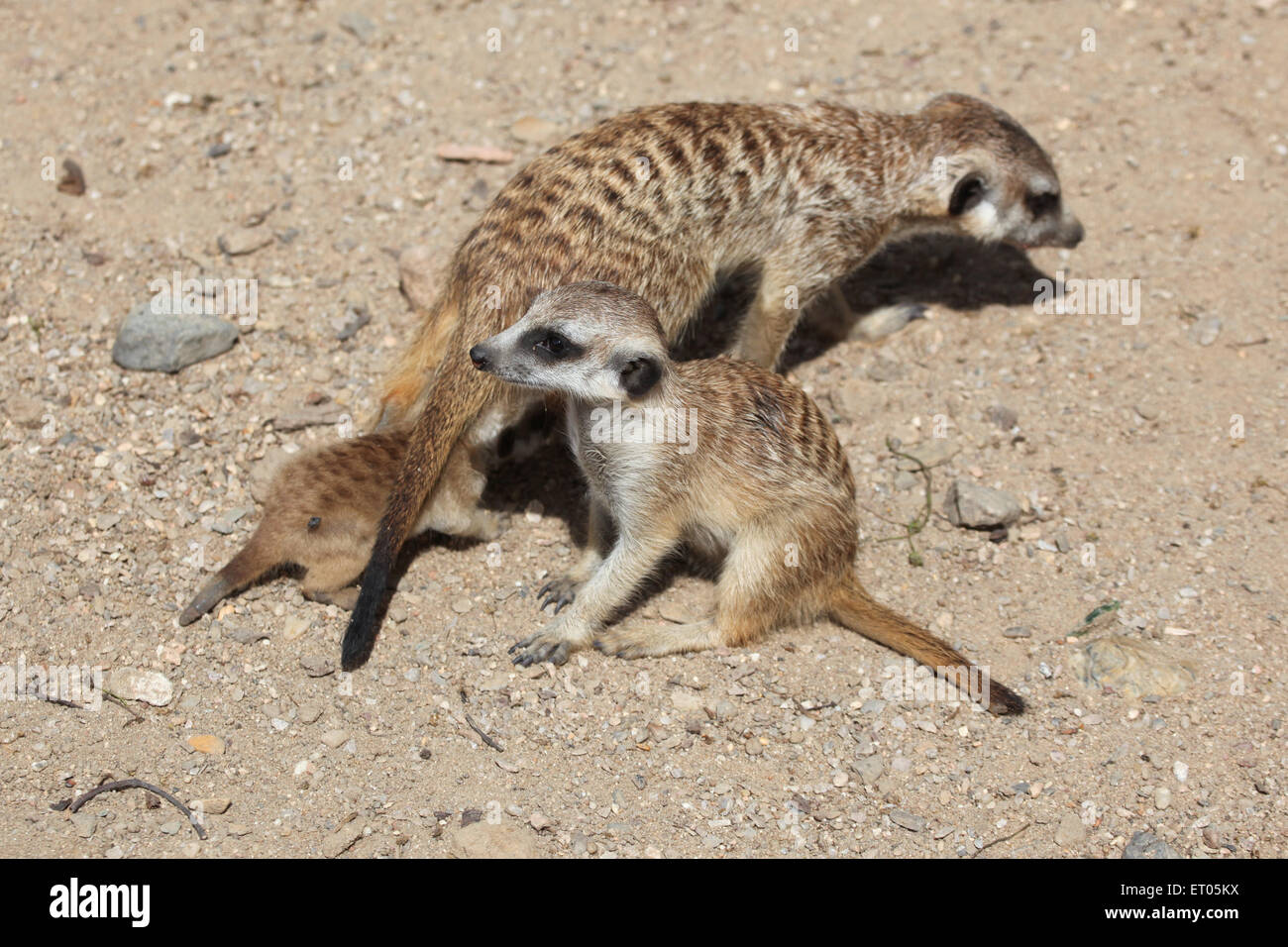 Meerkat (Suricata suricatta), also known as the suricate with two ...