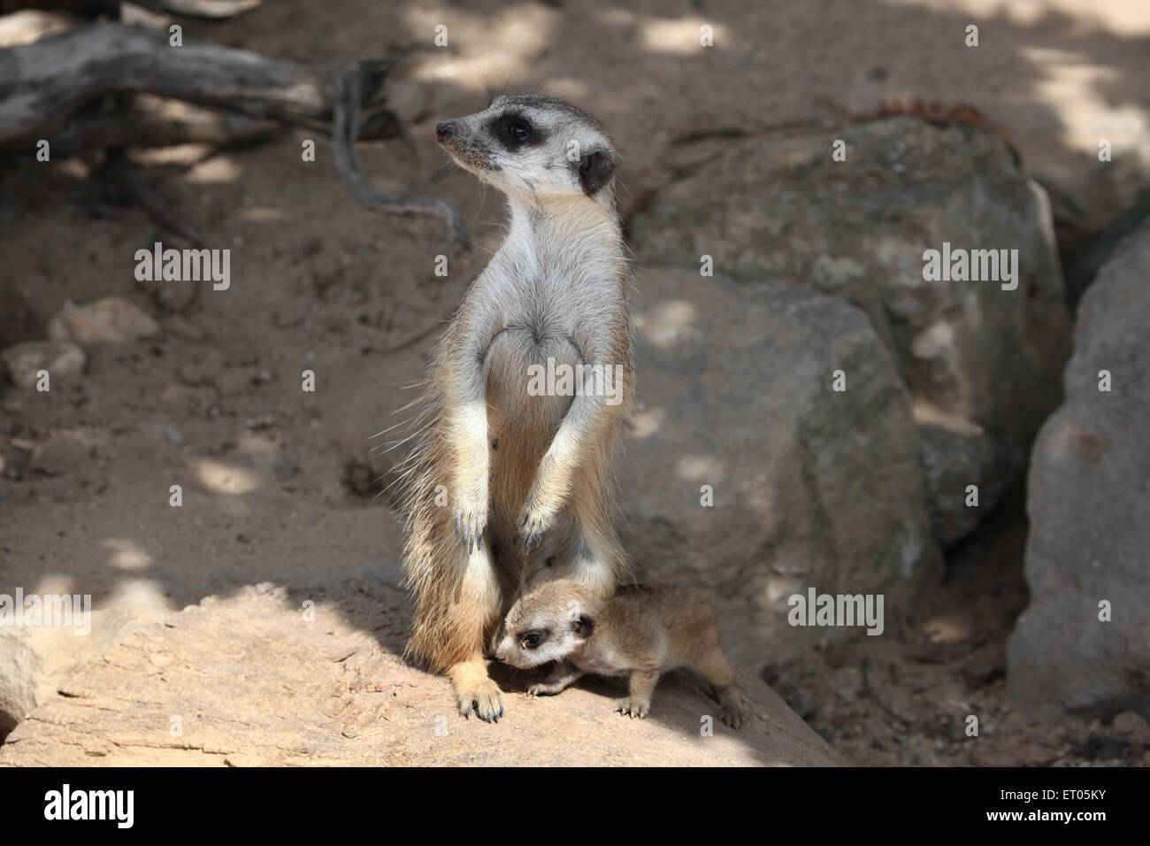 Baby suricate hi-res stock photography and images - Alamy