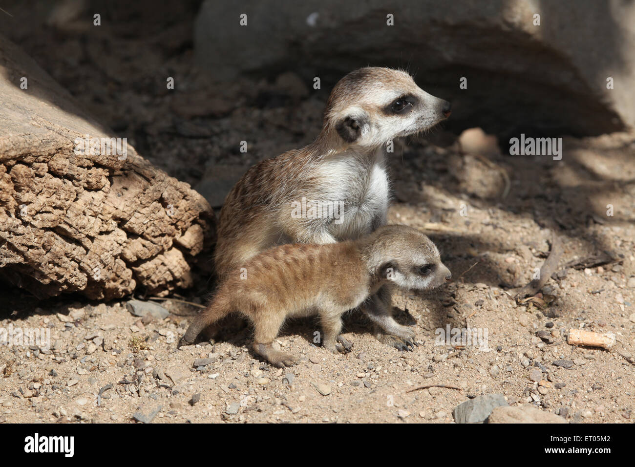 Meerkat (Suricata suricatta), also known as the suricate with a baby at ...