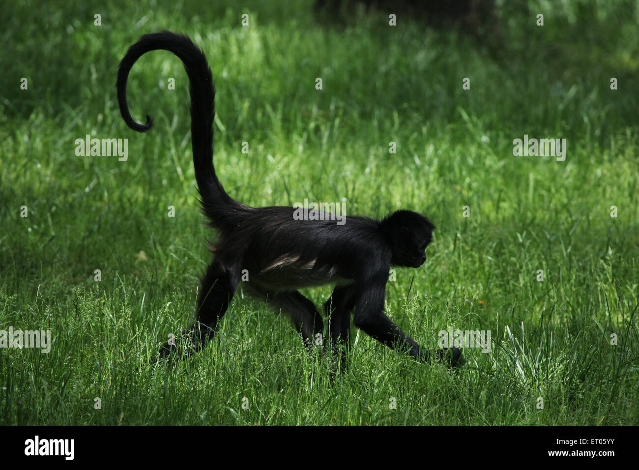 Geoffroy's spider monkey (Ateles geoffroyi) at Prague Zoo, Czech ...