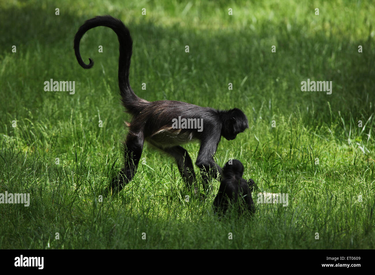 Geoffroy's spider monkey (Ateles geoffroyi) at Prague Zoo, Czech ...