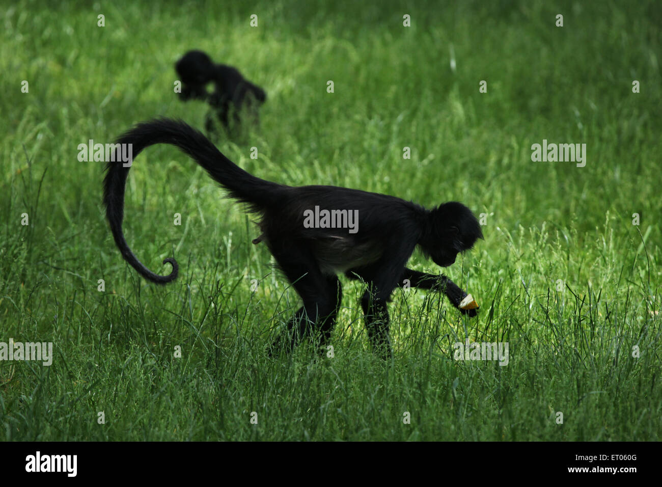 Geoffroy's spider monkey (Ateles geoffroyi) at Prague Zoo, Czech ...