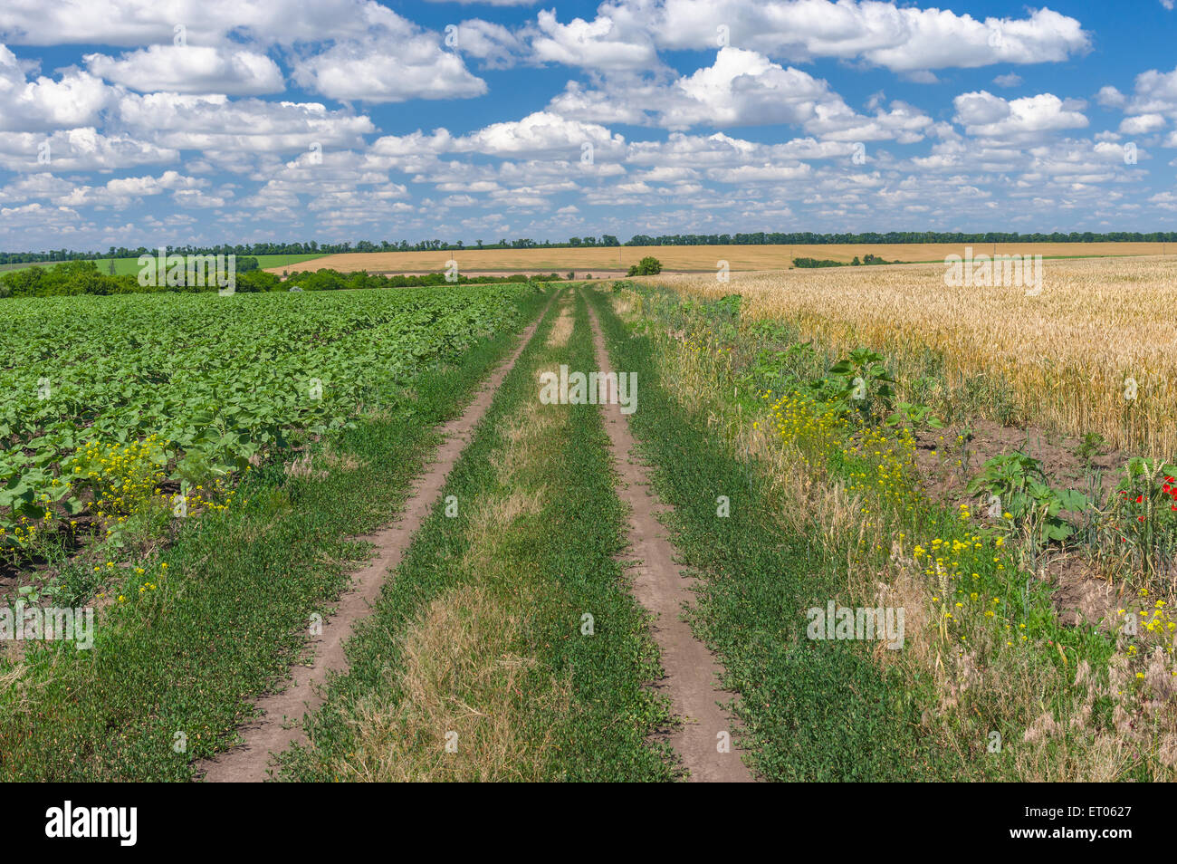 Summer landscape with country road among agricultural fields in central ...