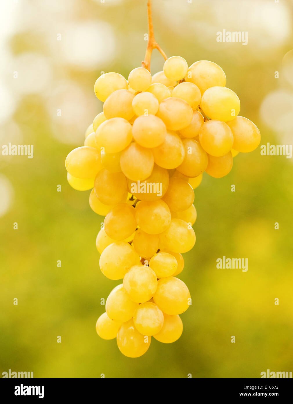 Ripe grapes close-up shot Stock Photo - Alamy