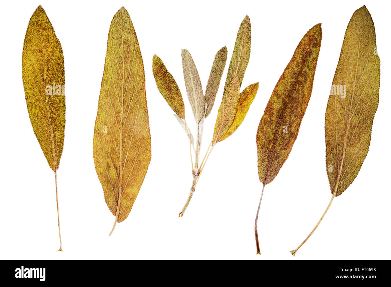 Set of dry flat leaves isolated on white background Stock Photo - Alamy