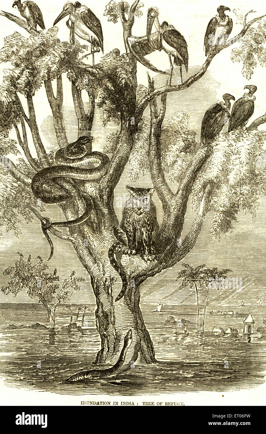 tree with leopard snake python birds stork vultures , old vintage 1800s ...