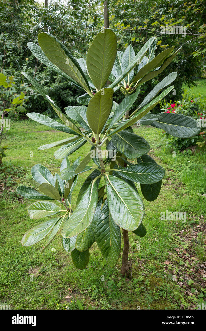 Large leaved rhododendron hi-res stock photography and images - Alamy