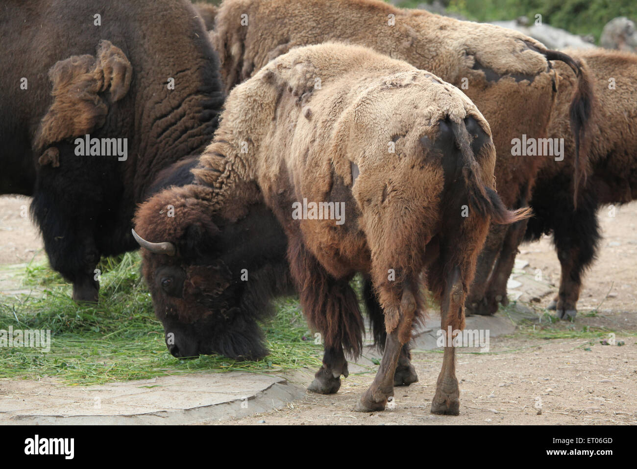 American bison (Bison bison), also known as the American buffalo at ...