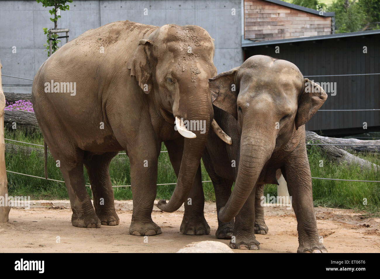 Two Indian elephants (Elephas maximus indicus) at Prague Zoo, Czech ...